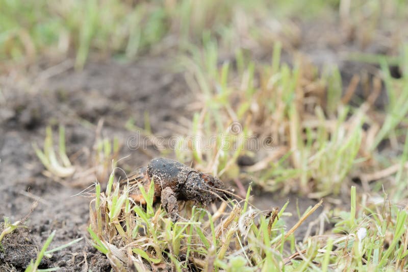 Mole Cricket from Close Range and Low Angle Stock Image - Image of ...