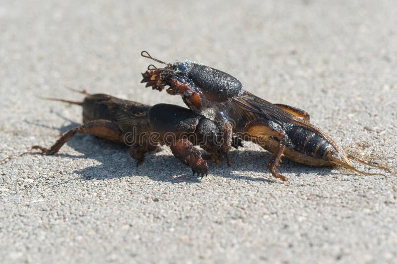 Mole Cricket from Close Range and Low Angle Stock Photo - Image of ...