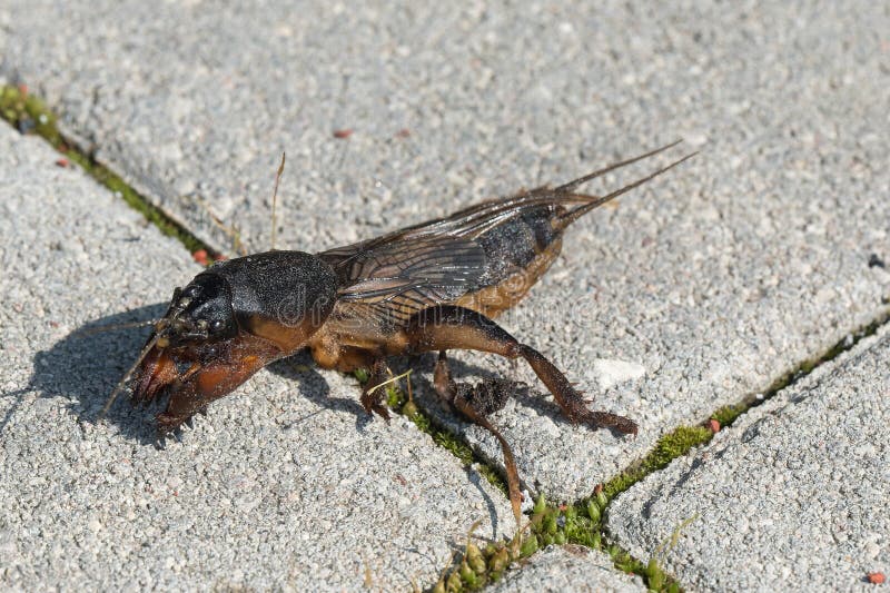 Mole Cricket from Close Range and Low Angle Stock Photo - Image of ...
