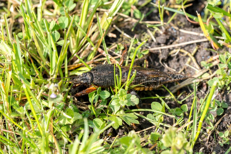 Mole Cricket from Close Range and Low Angle Stock Image - Image of ...