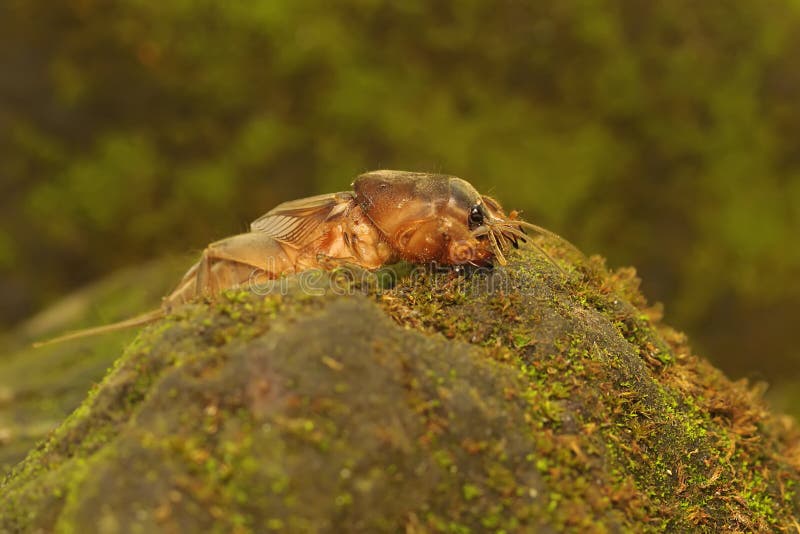 A Mole Cricket is Digging a Moss-covered Ground. Stock Image - Image of ...
