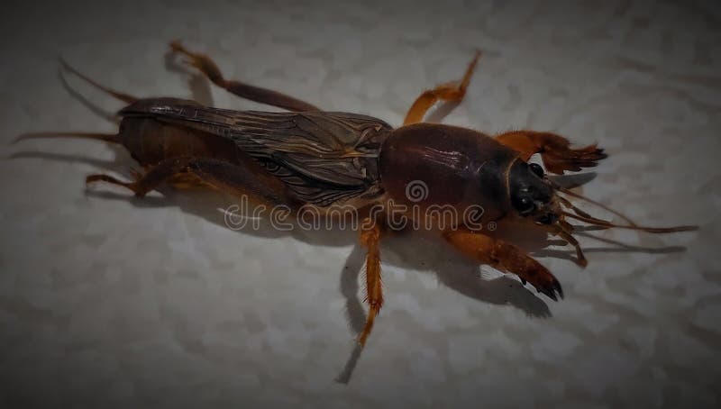 MOLE CRICKET stock image. Image of ensifera, exponentialhorn - 274670189