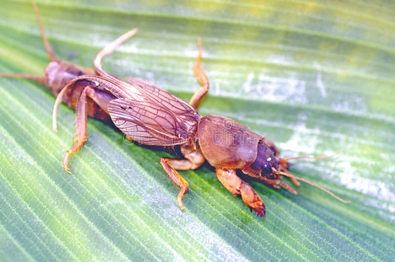Mole cricket insect stock image. Image of pest, segmented - 21276131
