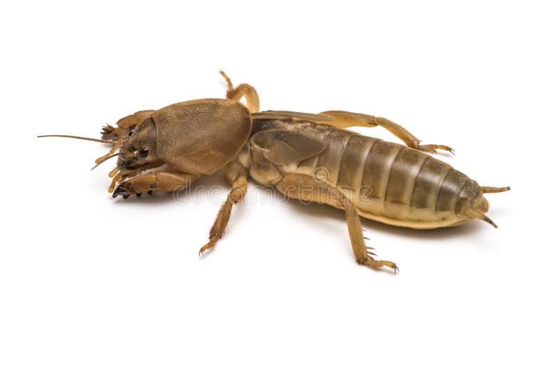 Mole cricket stock photo. Image of head, macro, animal - 33144178