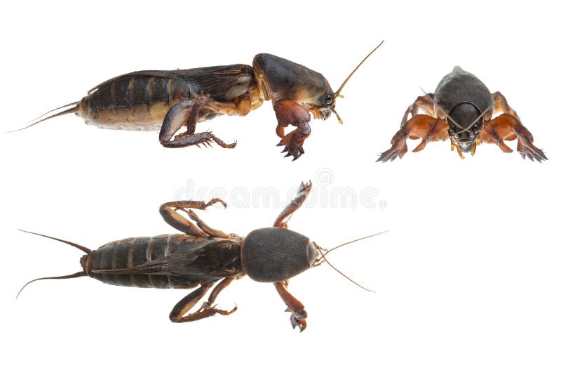 Mole cricket stock photo. Image of nature, enemy, isolated - 37364016