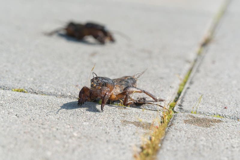 Mole Cricket from Close Range and Low Angle Stock Photo - Image of wild ...