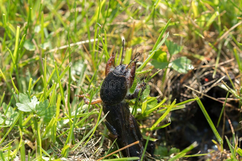 Mole Cricket from Close Range and Low Angle Stock Image - Image of ...