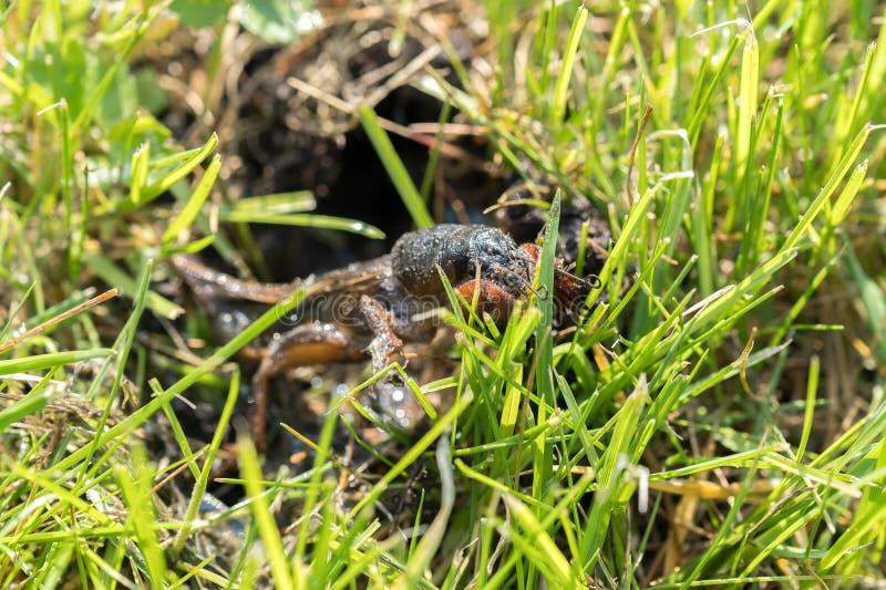 Mole Cricket from Close Range and Low Angle Stock Image - Image of ...