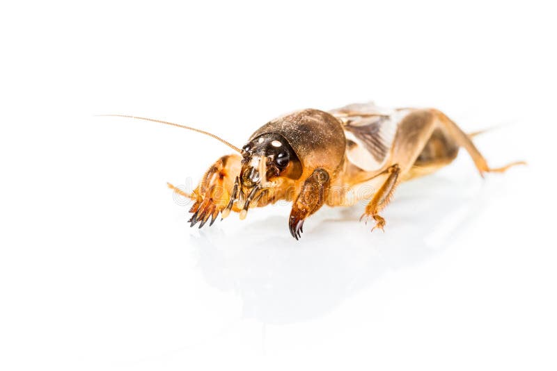 Mole Cricket stock photo. Image of nature, orthoptera - 26228818