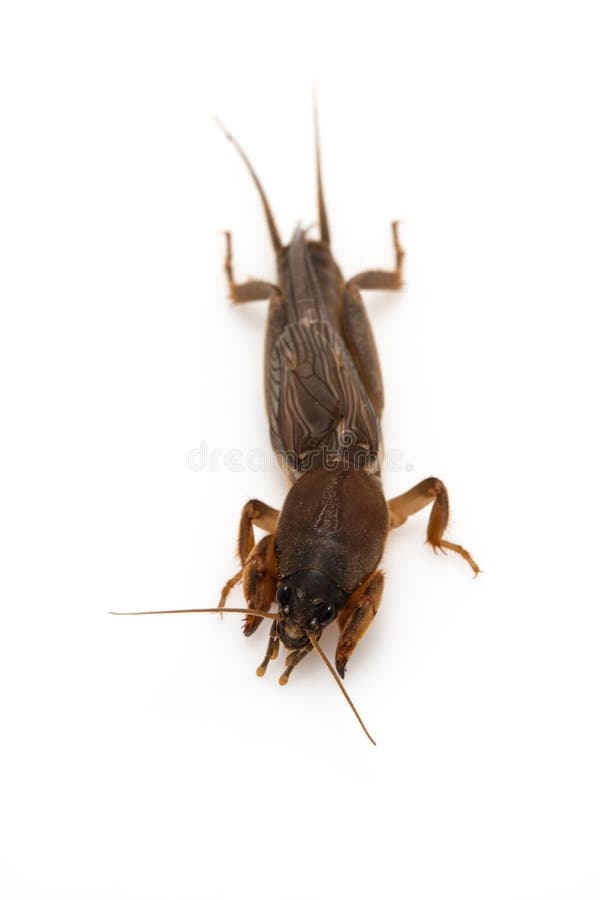 Mole cricket stock image. Image of wings, jaws, borer - 34108605