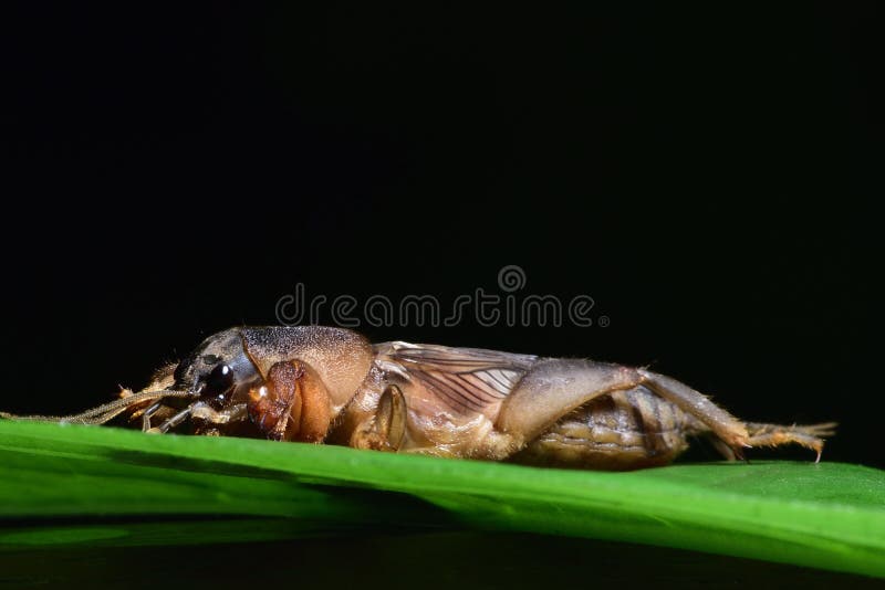 Mole crickets stock image. Image of forest, wild, live - 125307567