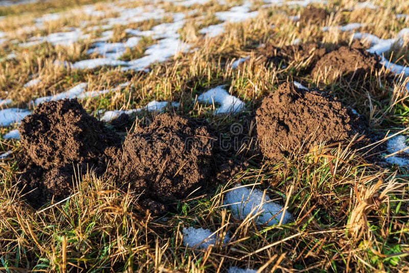 Mole Dugs on a Sunny Spring Day with Snow Stock Image - Image of macro ...