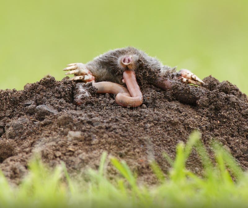 Mole eating worm stock photo. Image of hill, black, mound - 33547676