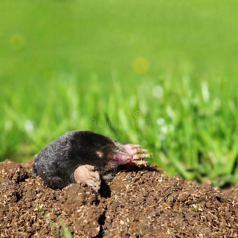 Tanzanian Montane Dwarf Chameleon (Trioceros Sternfeldi) Male Stock ...