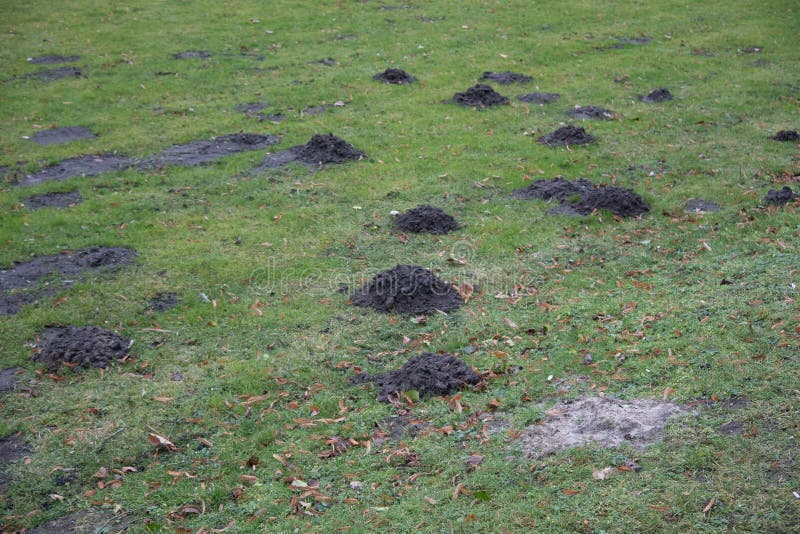 Mole Has Devastated a Meadow with His Piles Stock Photo - Image of heap ...