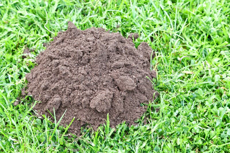 Vole damage stock image. Image of brown, grass, ground - 13726149