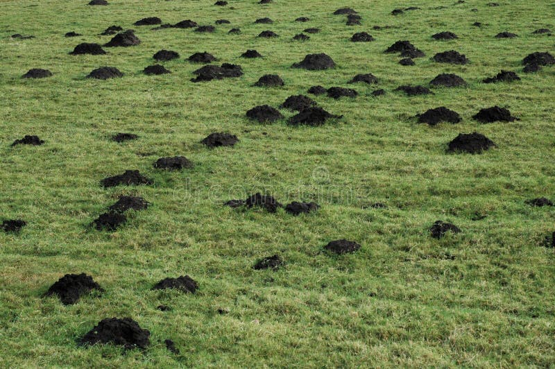 Mole hills stock photo. Image of burrowing, moleskin, pests - 596054