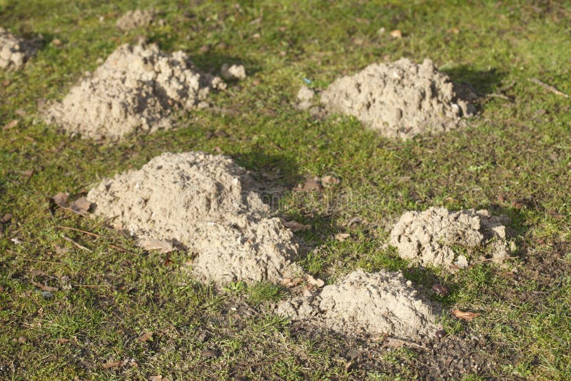 Mole hills on a Meadow stock image. Image of hill, weed - 95193421