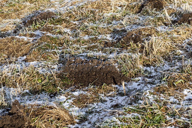 A Mole Hole in Frost in Winter Stock Photo - Image of ground, nature ...