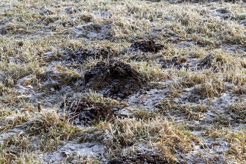 A Mole Hole in Frost in Winter Stock Image - Image of hill, dirt: 241109281