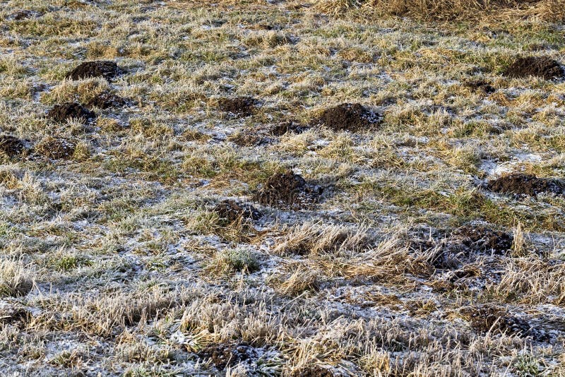 A Mole Hole in Frost in Winter Stock Photo - Image of frozen, damage ...