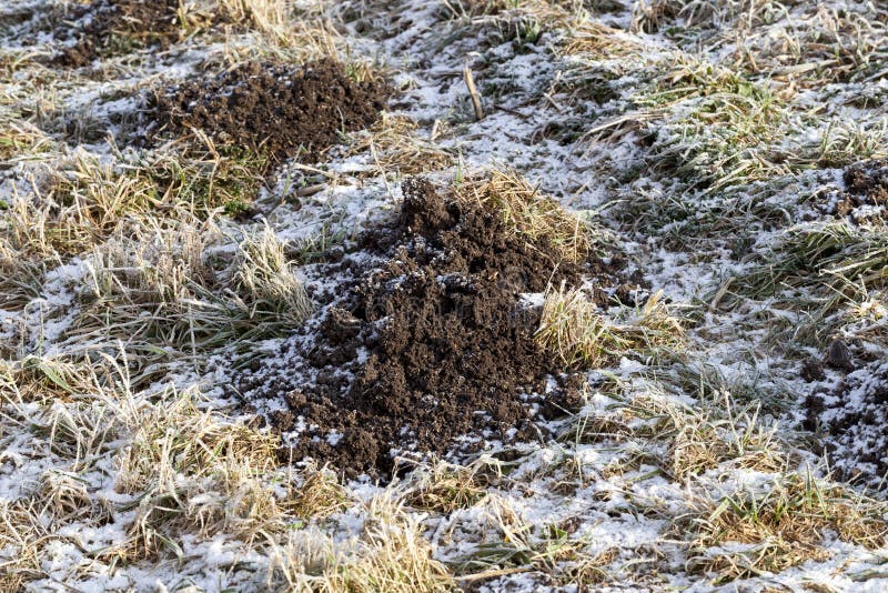 A Mole Hole in Frost in Winter Stock Photo - Image of wildlife, nature ...