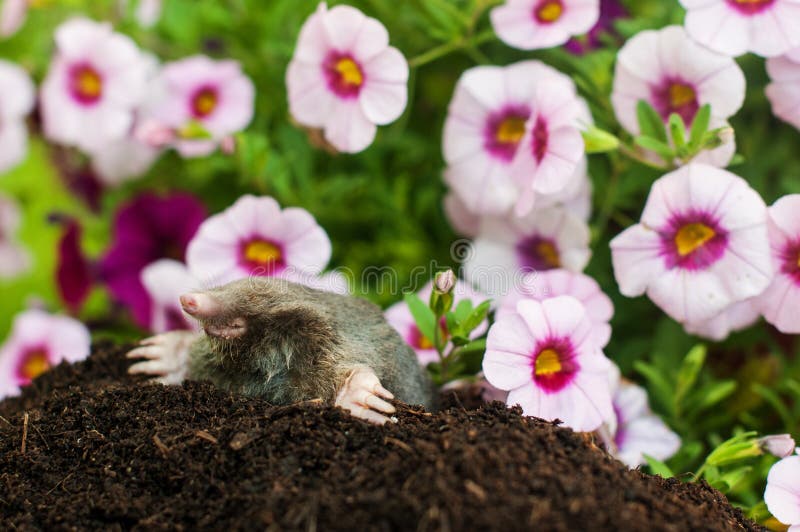 Health and safety mole stock image. Image of front, profile - 37819603