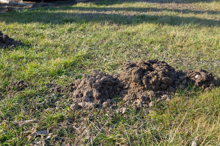 A Mole Hole in the Lawn, a Mole Pit. a Hole Dug in the Ground by a Mole ...
