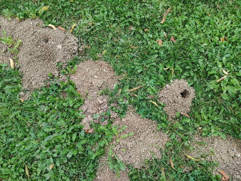 Mole holes in the grass stock image. Image of nature - 270793719