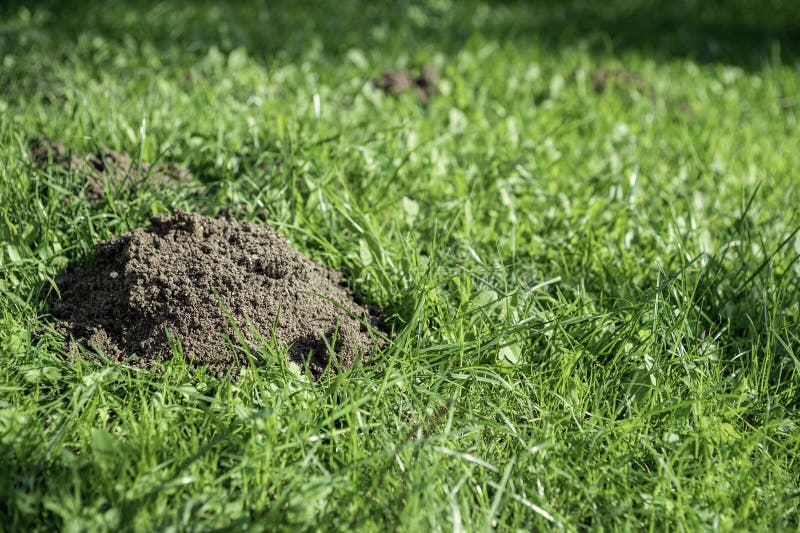 Mole holes in the lawn stock photo. Image of wild, green - 342904036