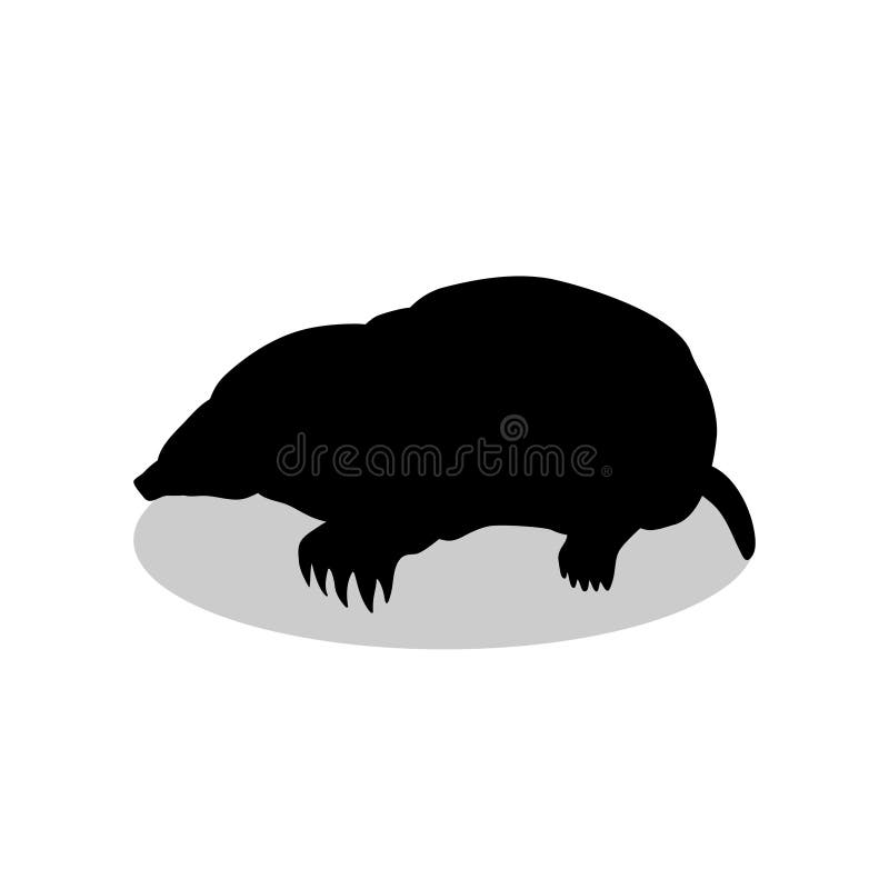Mole Insectivores Stock Illustrations – 4 Mole Insectivores Stock ...