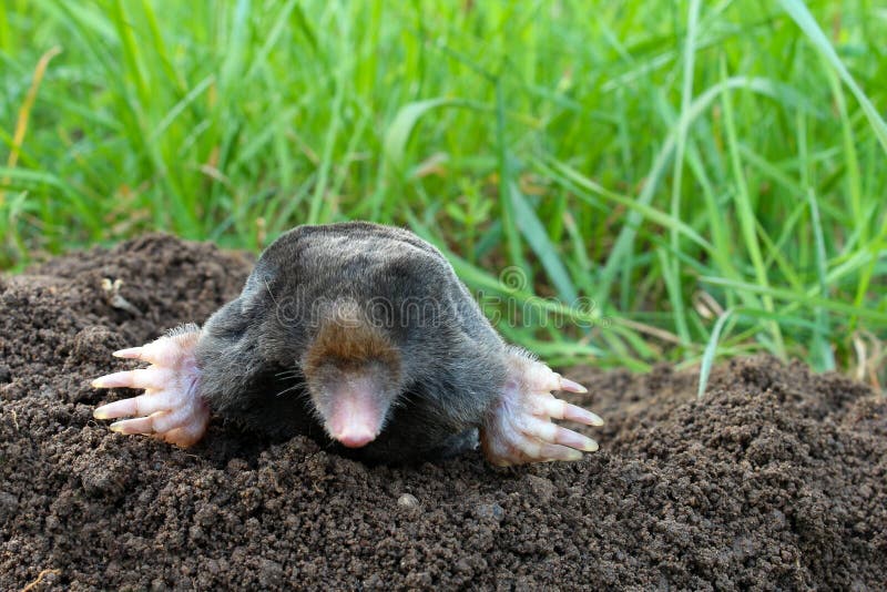 Laughing mole stock image. Image of hill, wildlife, nature - 18612125