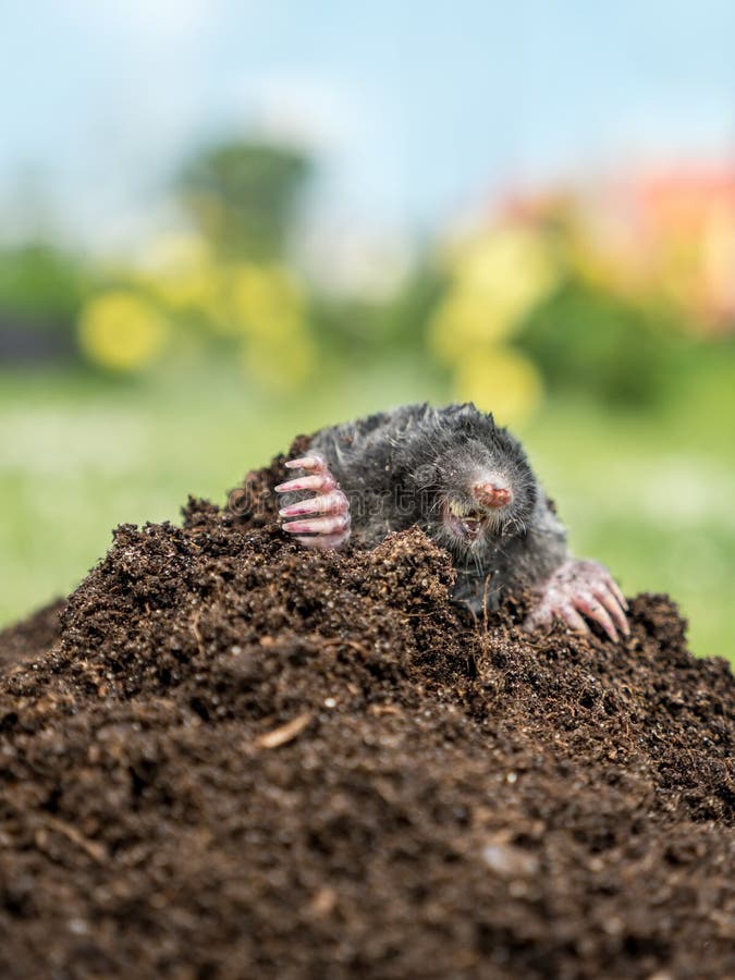 Mole in molehill stock image. Image of molehill, nature - 55388283