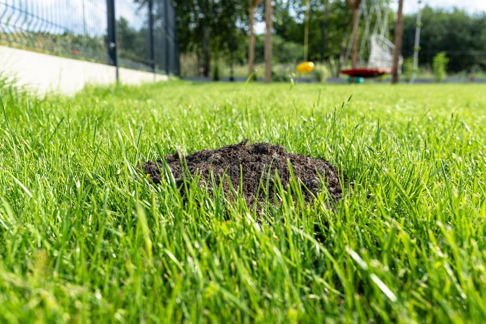 A Mole Mound in the Garden of a House with a Nice Young Lawn. Stock ...