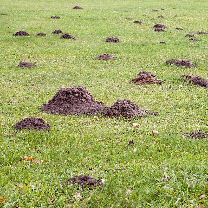 Mole mound stock image. Image of nature, hillock, irritation - 38761769