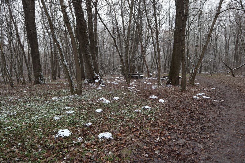 Mole Pits in the Winter Forest, the First Snow Stock Photo - Image of ...