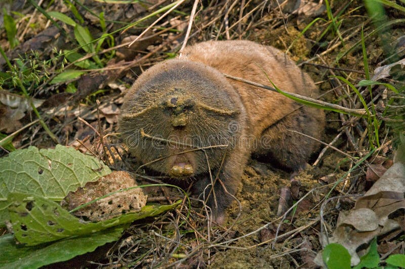 Greater Blind Mole Rat Stock Photos - Free & Royalty-Free Stock Photos ...