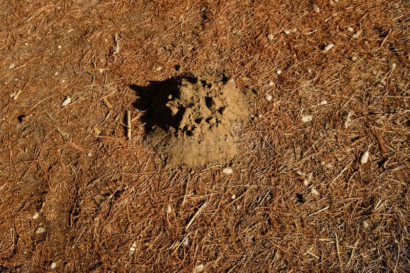 Mole`s earth mound stock image. Image of texture, earth - 126645793