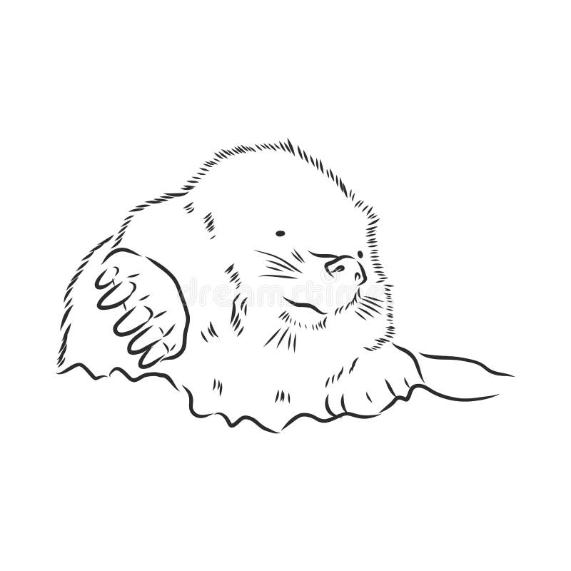 Mole. Sketch. . Vector Illustration. Mole Vector Sketch Illustration ...