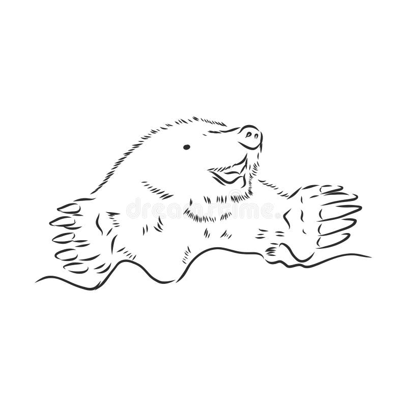 Mole. Sketch. . Vector Illustration. Mole Vector Sketch Illustration ...