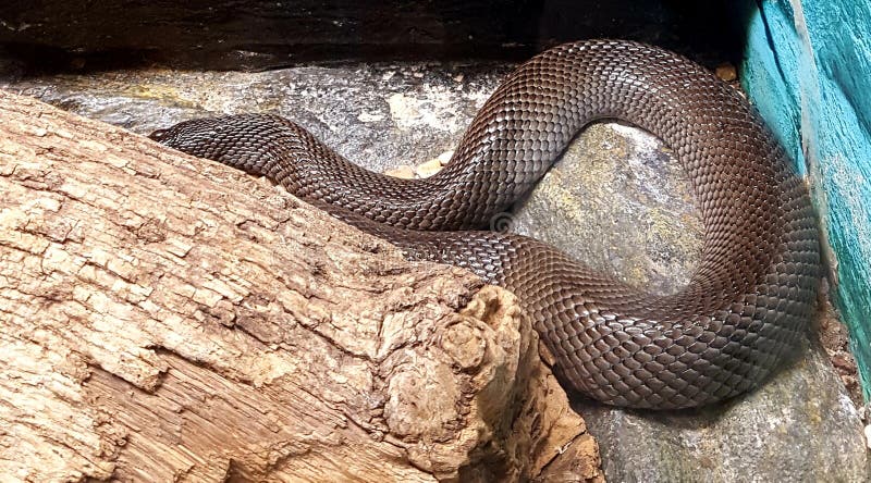 221 Mole Snake Stock Photos - Free & Royalty-Free Stock Photos from ...