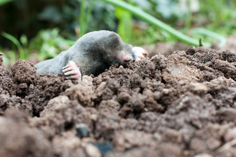 Mole Snout and Claws Sticking Out of the Molehill Stock Photo - Image ...