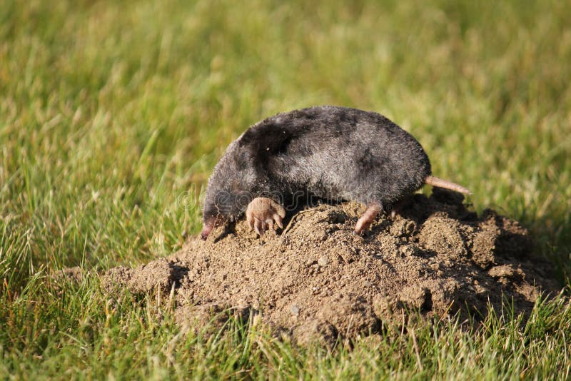 Black mole new stock photo. Image of small, snout, animal - 4426622