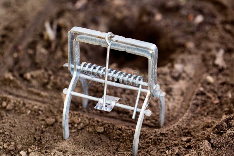 Mole Trap is a Trap for Catching a Mole in a Hole in the Ground. Harm ...