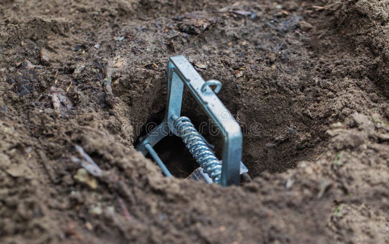 Mole Trap is a Trap for Catching a Mole in a Hole in the Ground. Harm ...