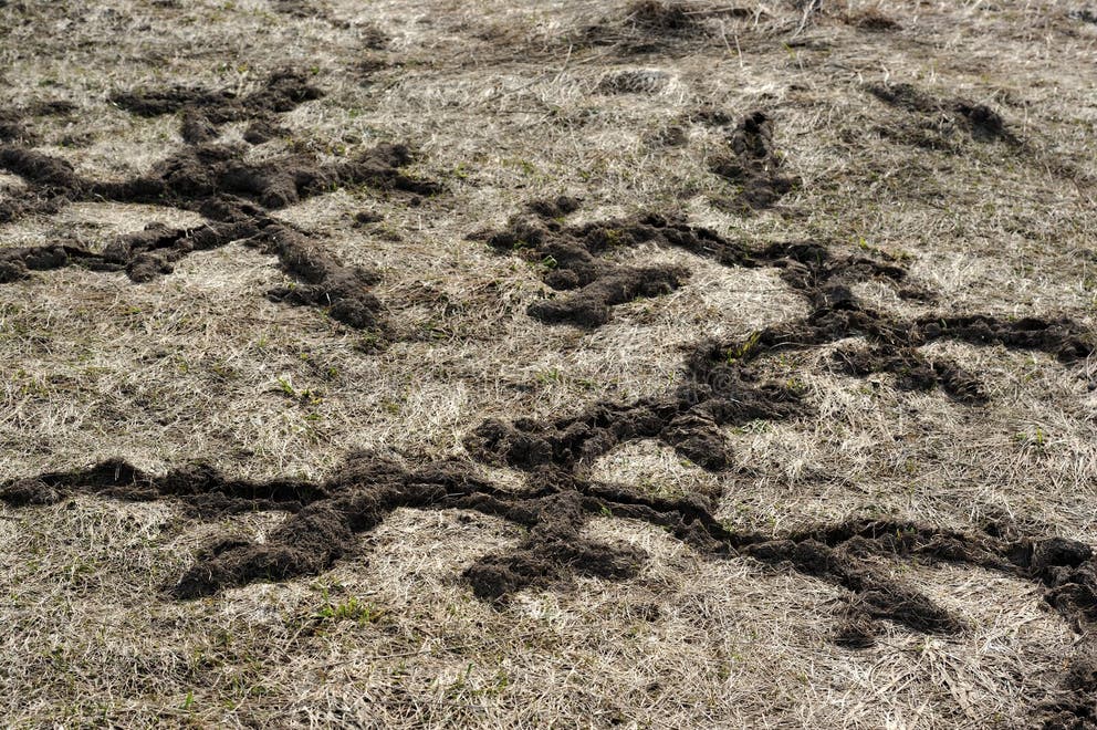 Mole-Tunnels aus den Grund stockfoto. Bild von spur, trocken - 30844896