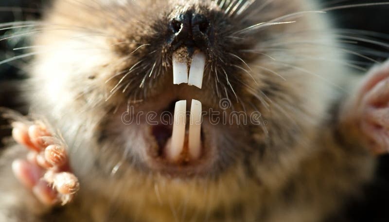Mole vole Incisors stock photo. Image of nature, paws - 21347288