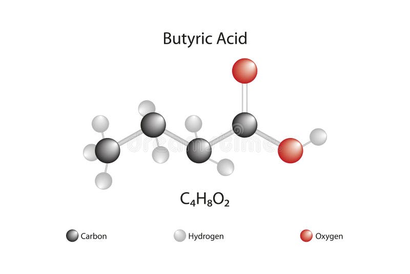 Moleculaire Formule Van Boterzuur Chemische Structuur Van Boterzuur Vector Illustratie