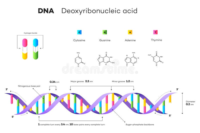 Moleculaire Structuur Van DNA Infographic Onderwijs Vectorillustratie ...