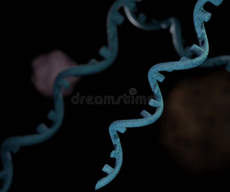 Messenger Ribonucleic Acid (mRNA) is a Single-stranded Molecule of RNA ...